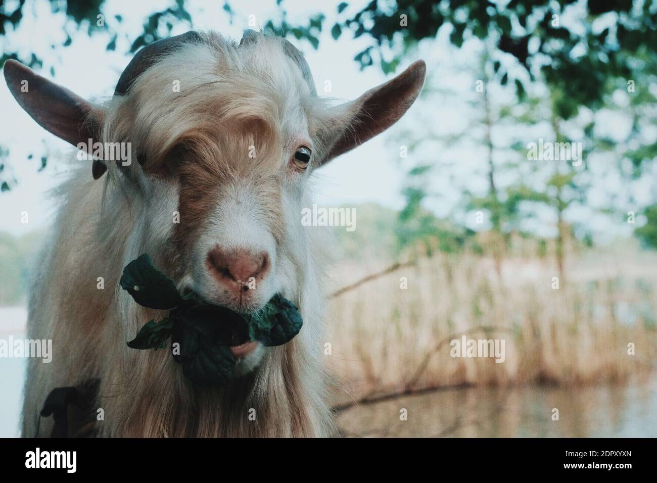 Hairy Goat High Resolution Stock Photography and Images - Alamy