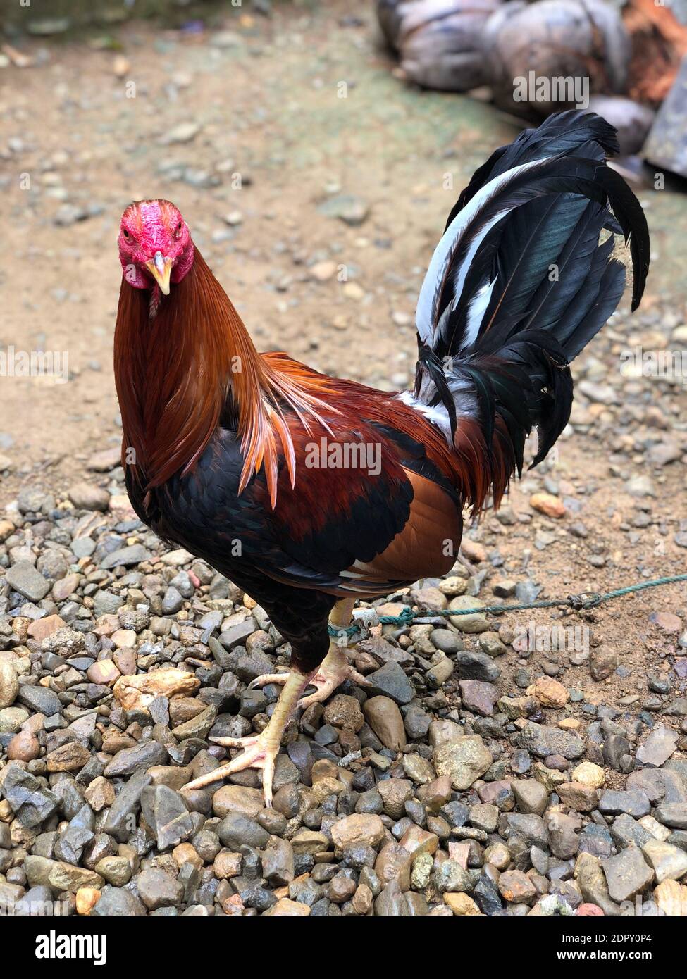 Chicken of the gravel hi-res stock photography and images - Alamy