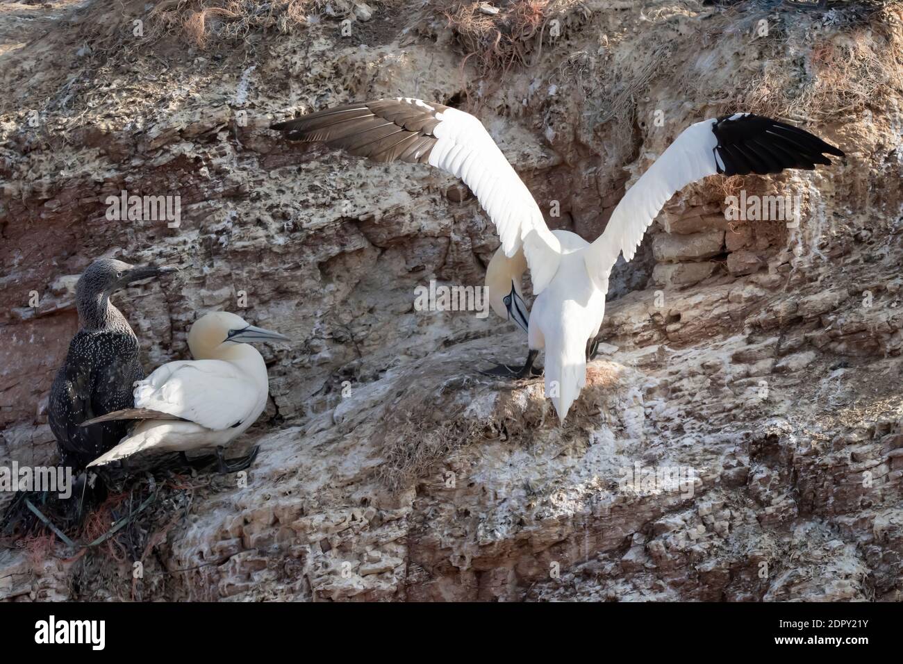 A gannet hugs a black chick. Red threads like waste on the rock Stock ...