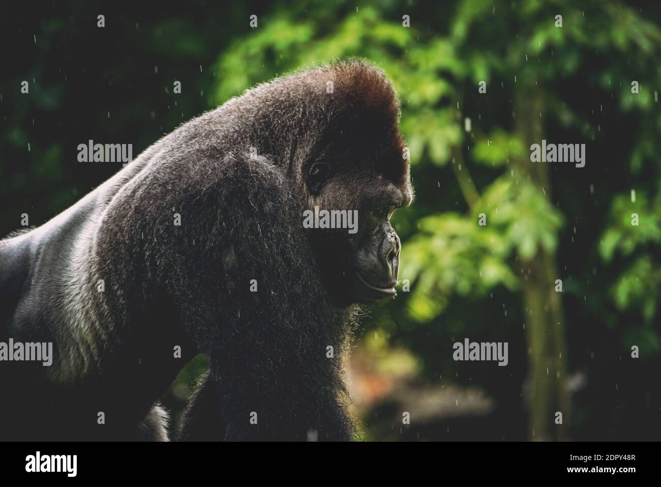 Gorilla side profile hi-res stock photography and images - Alamy