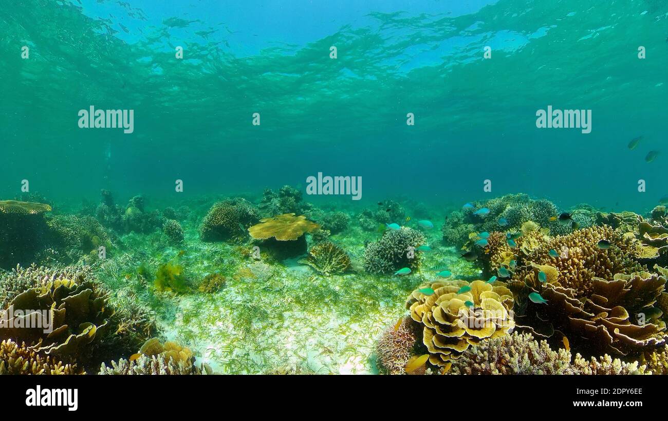 Beautiful underwater landscape with tropical fishes and corals. Life ...