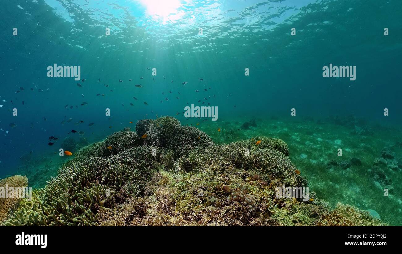 Tropical fishes and coral reef at diving. Underwater world with corals ...