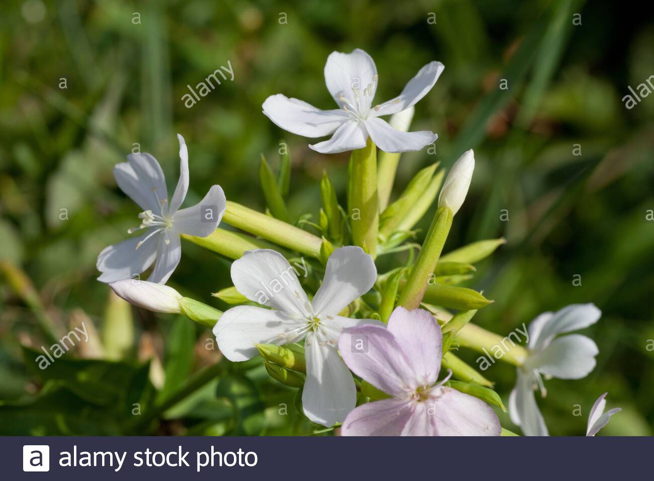 Saponaria Officinalis High Resolution Stock Photography and Images - Alamy