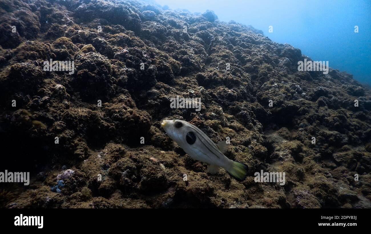 Narrow lined puffer fish hi-res stock photography and images - Alamy
