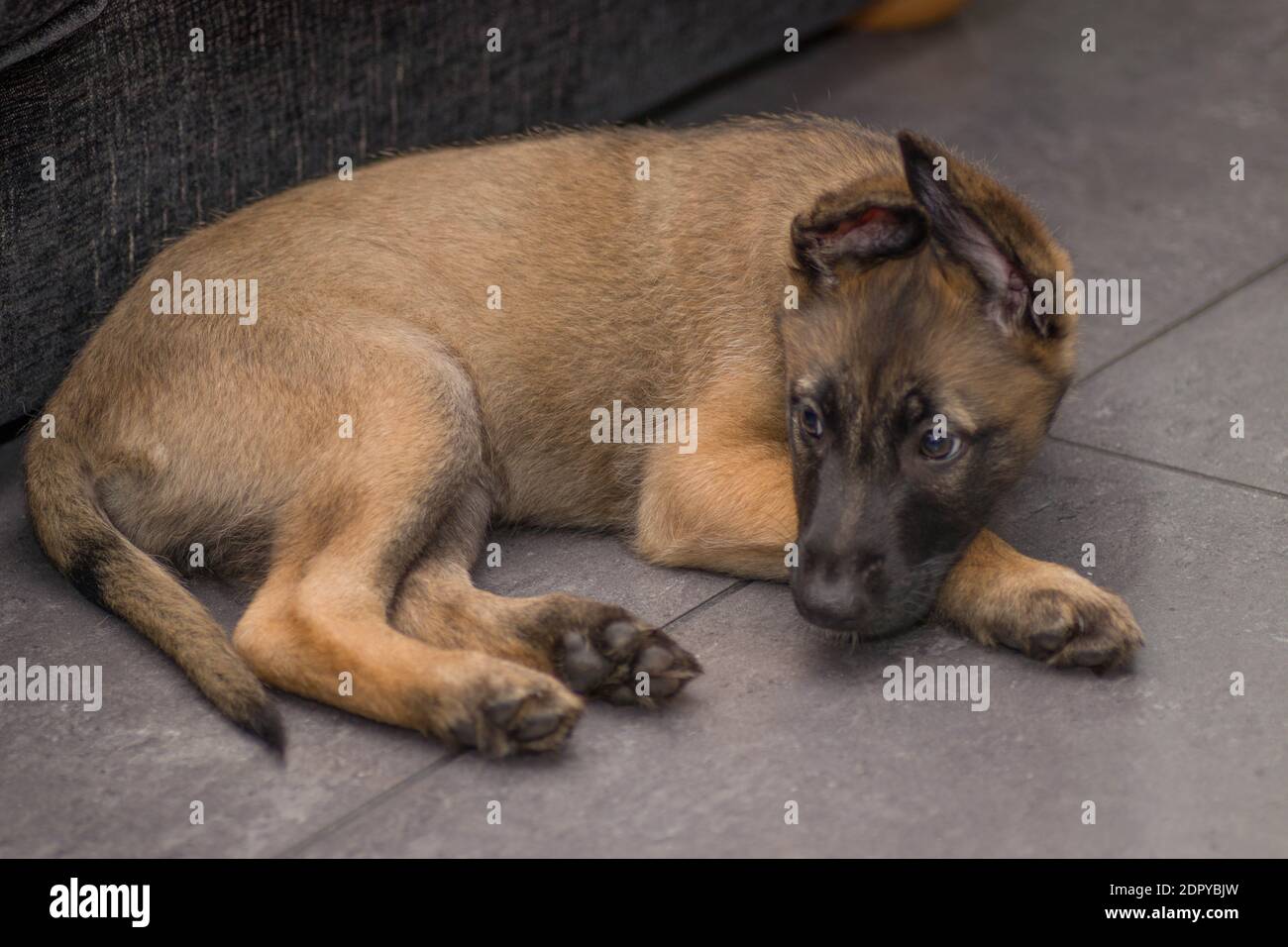 Belgian Shepherd Puppy Stock Photo - Alamy
