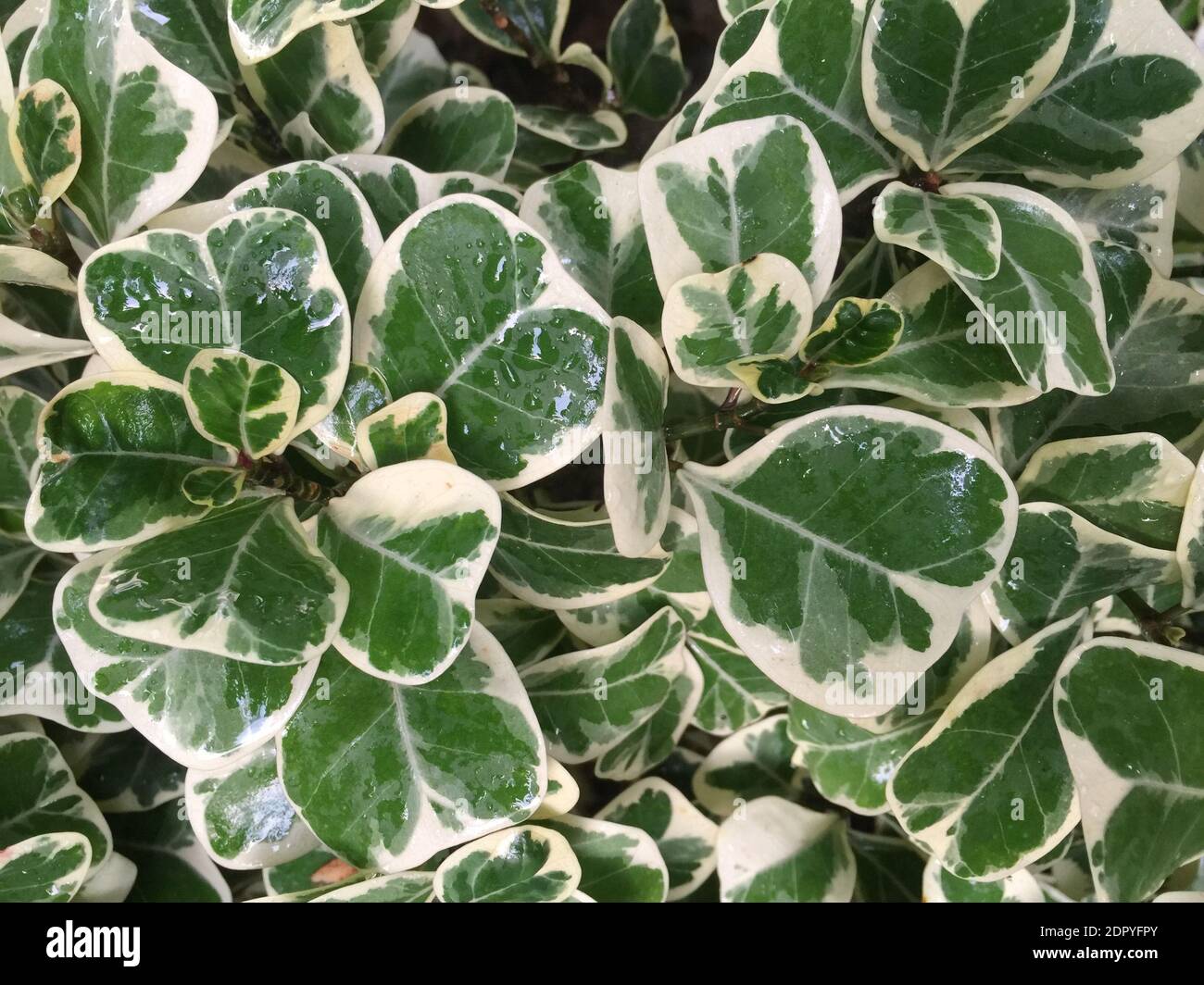 Ficus triangularis variegata hi-res stock photography and images - Alamy