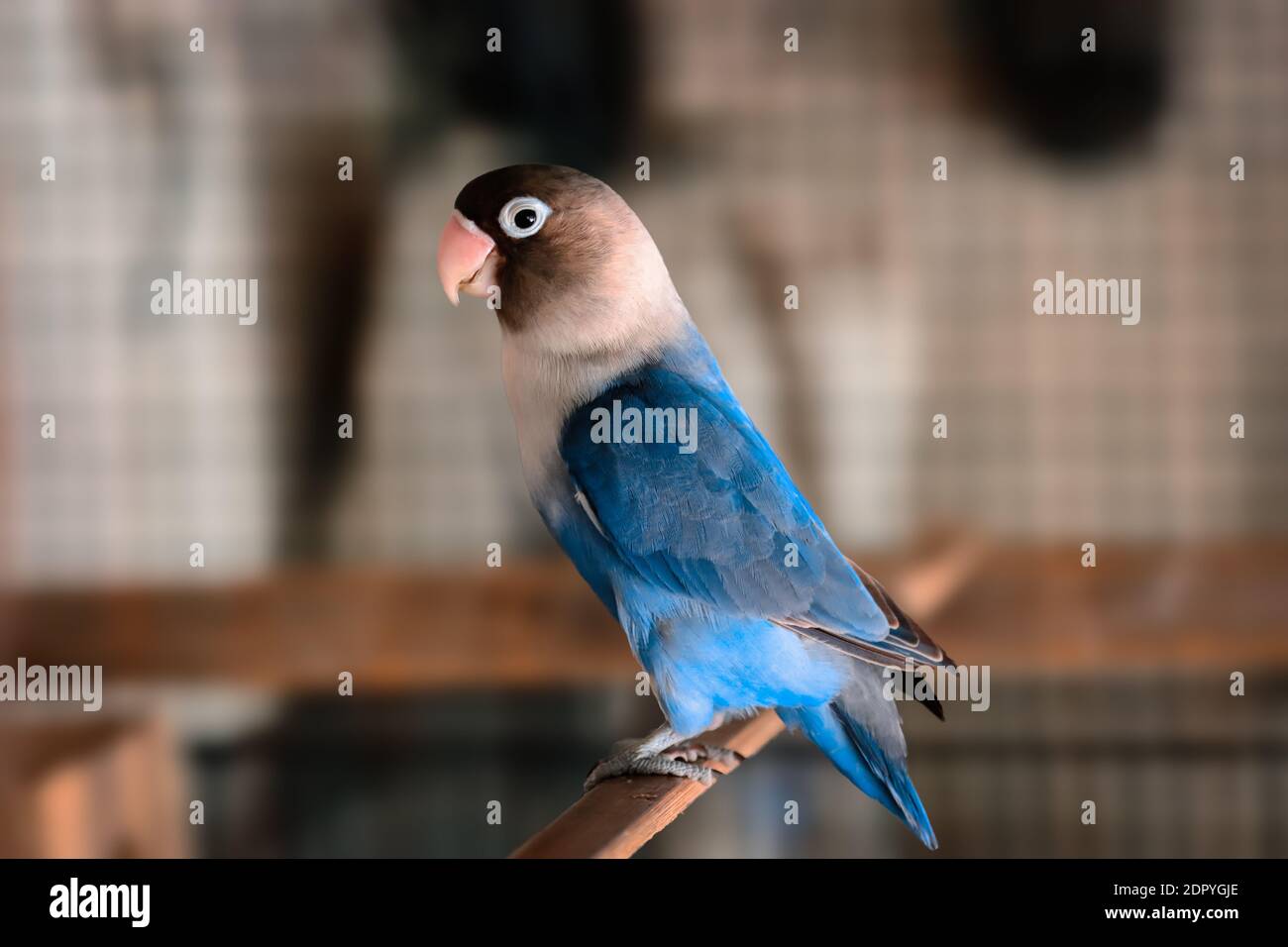 Love bird agapornis blue hi-res stock photography and images - Alamy