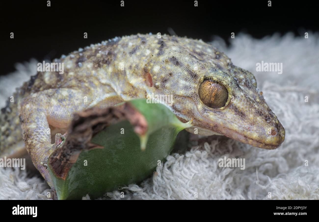Foot of chameleon hi-res stock photography and images - Alamy