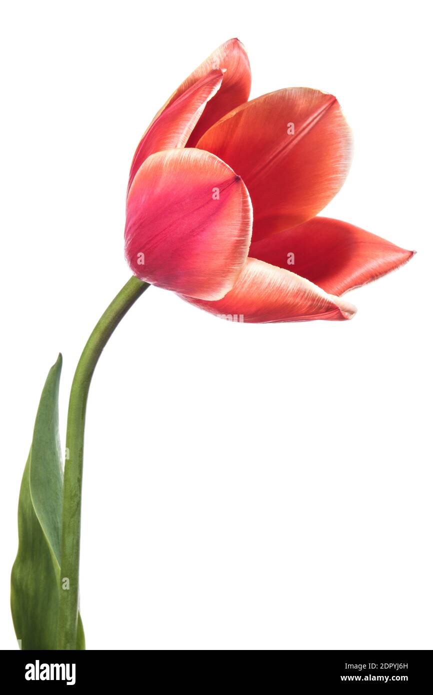 Single tulip flower isolated on white Stock Photo - Alamy