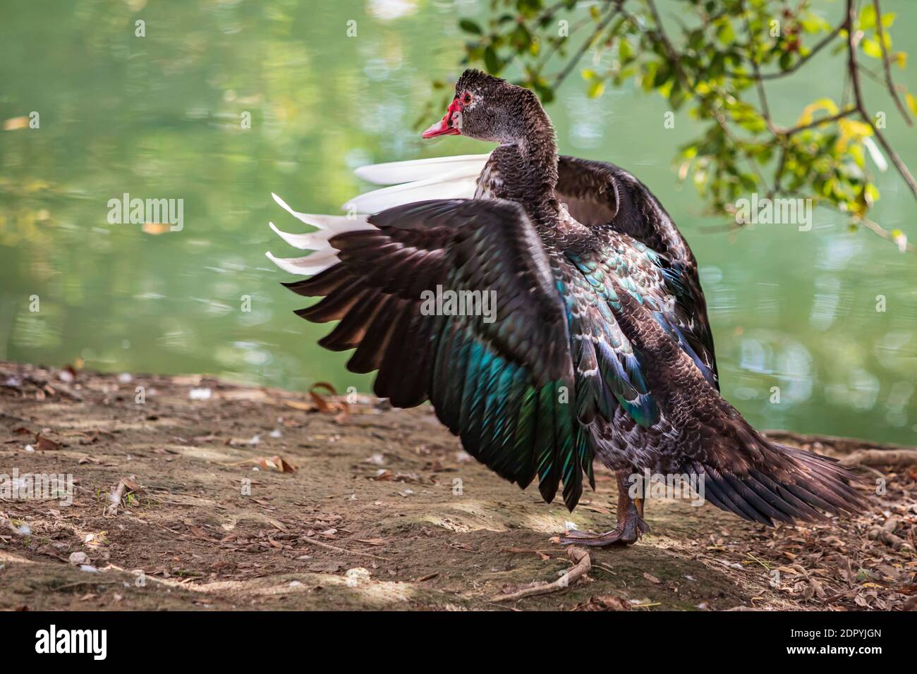 Flexing its wings hi-res stock photography and images - Alamy