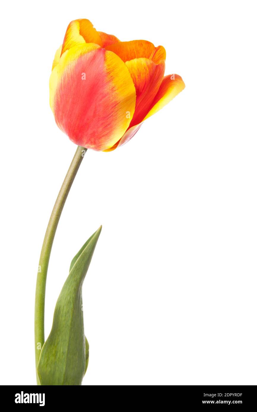 Single tulip flower isolated on white Stock Photo - Alamy