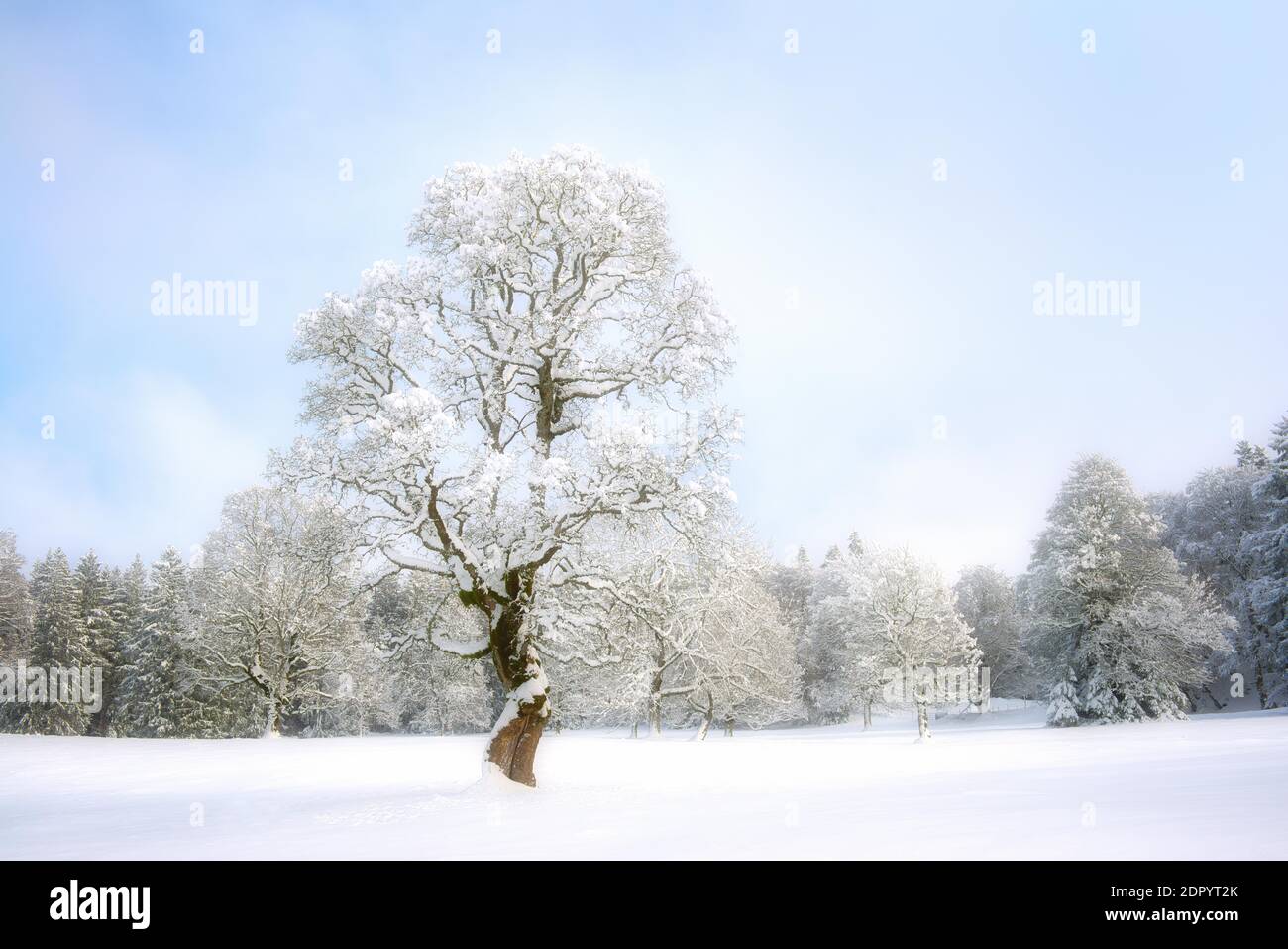 Winter landscape with snow-covered trees, Bernese Jura, Canton Bern ...