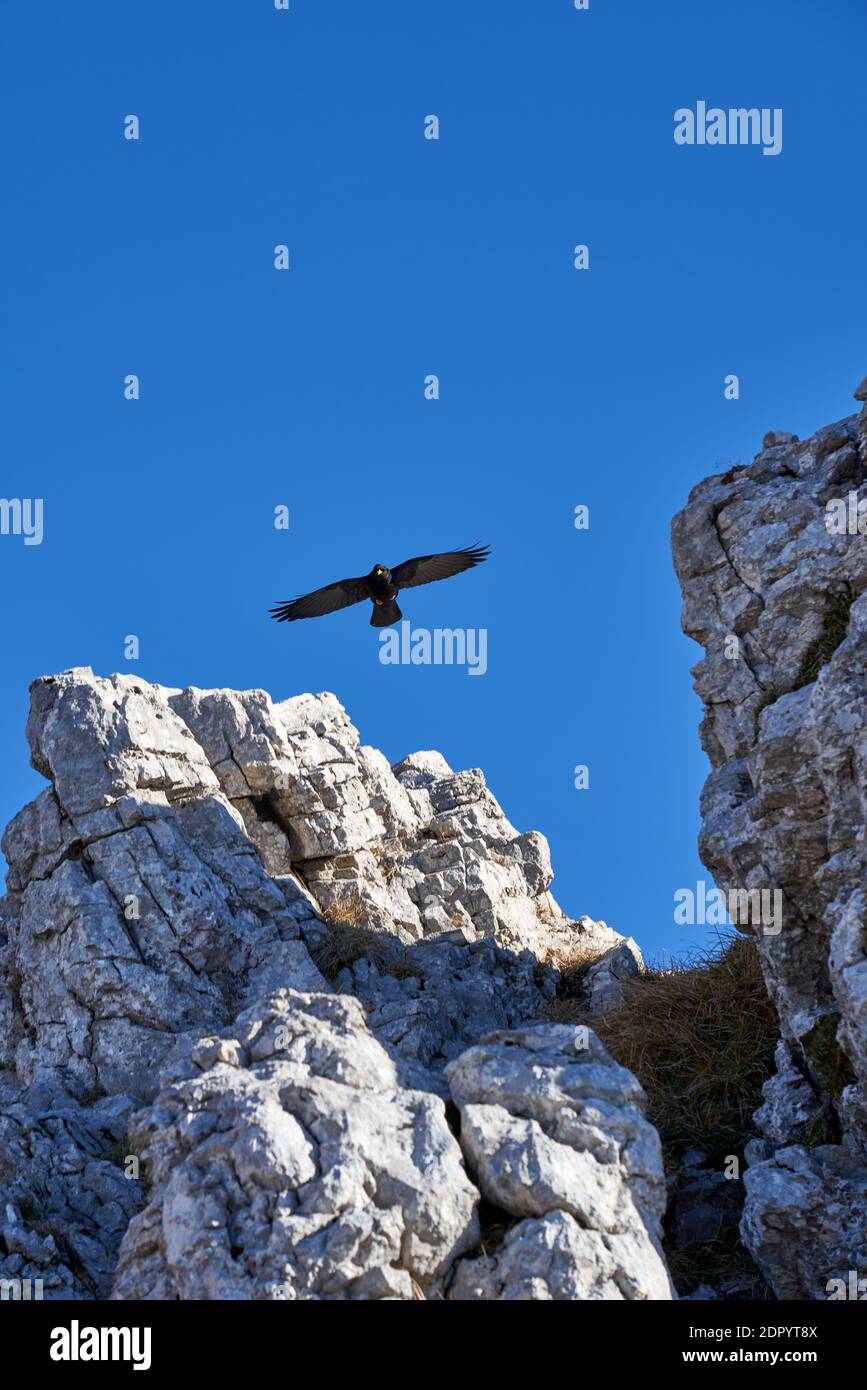 Mountain Bird captured mid flight Stock Photo - Alamy