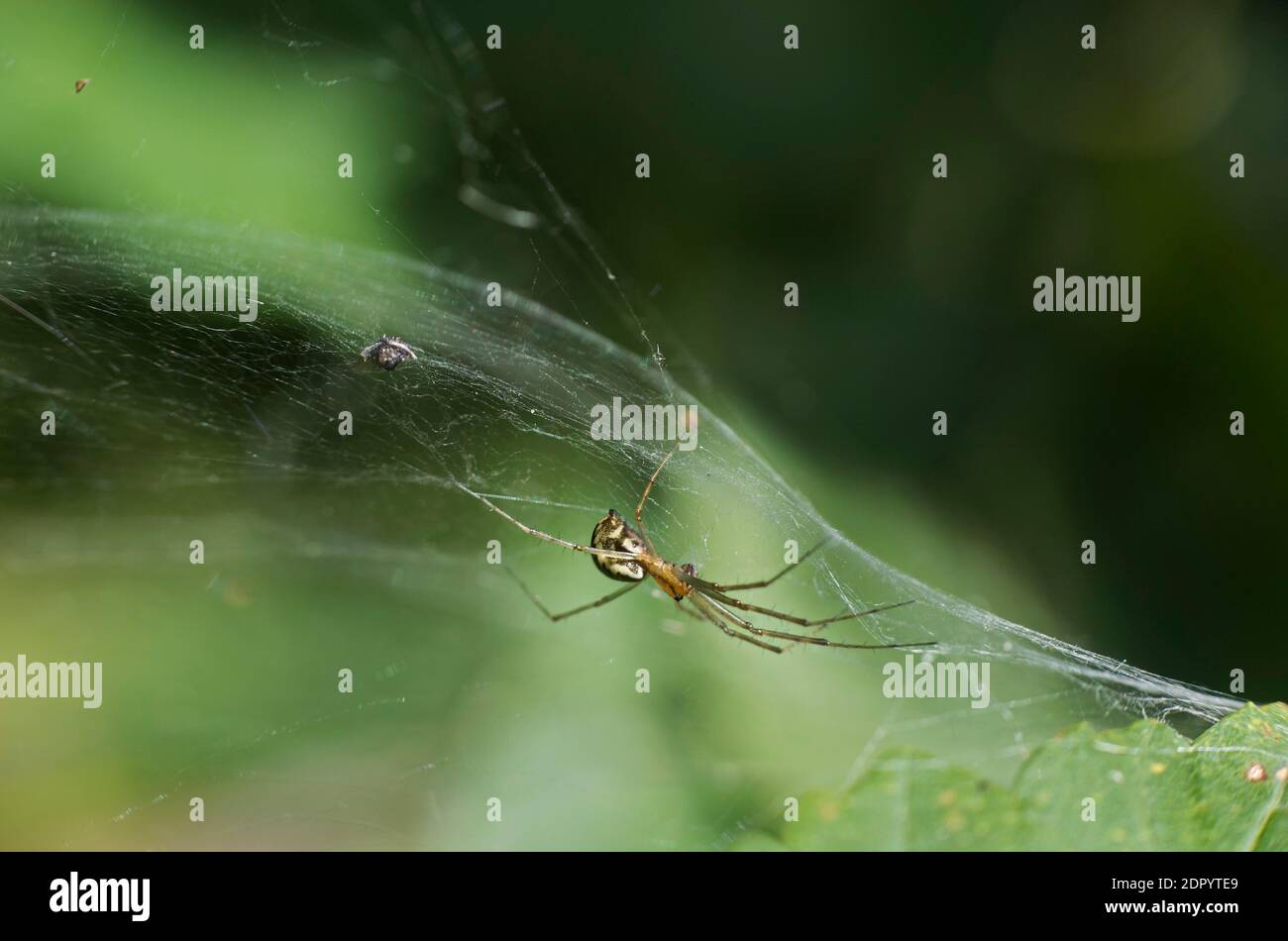Canopy spider hi-res stock photography and images - Alamy