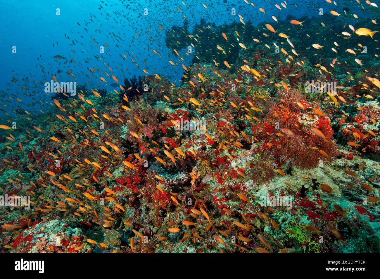School of fishes, jewel flagfishes (Pseudanthias squamipinnis), Indian ...
