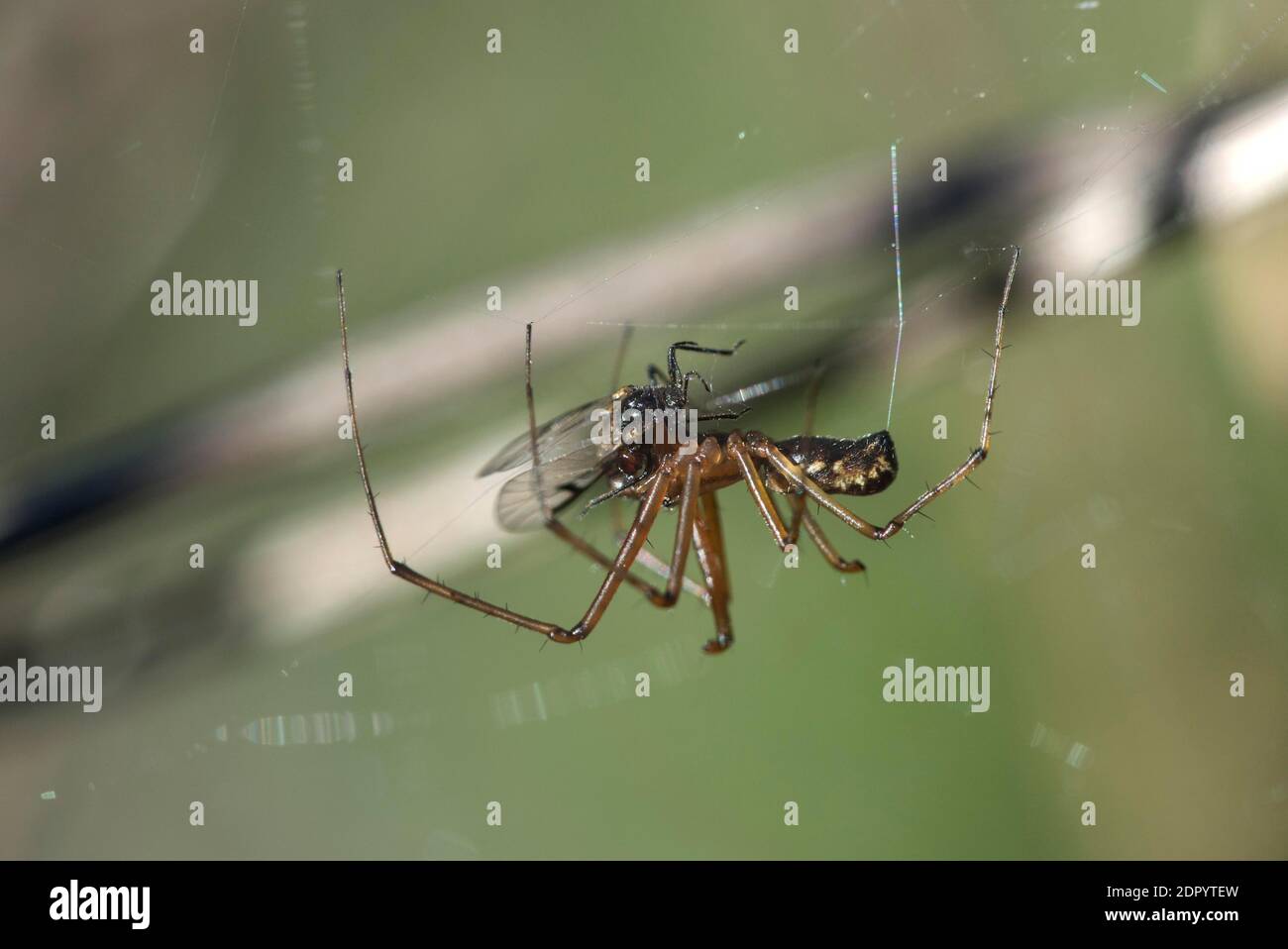 Male of the common canopy spider (Linyphia triangularis) with prey ...