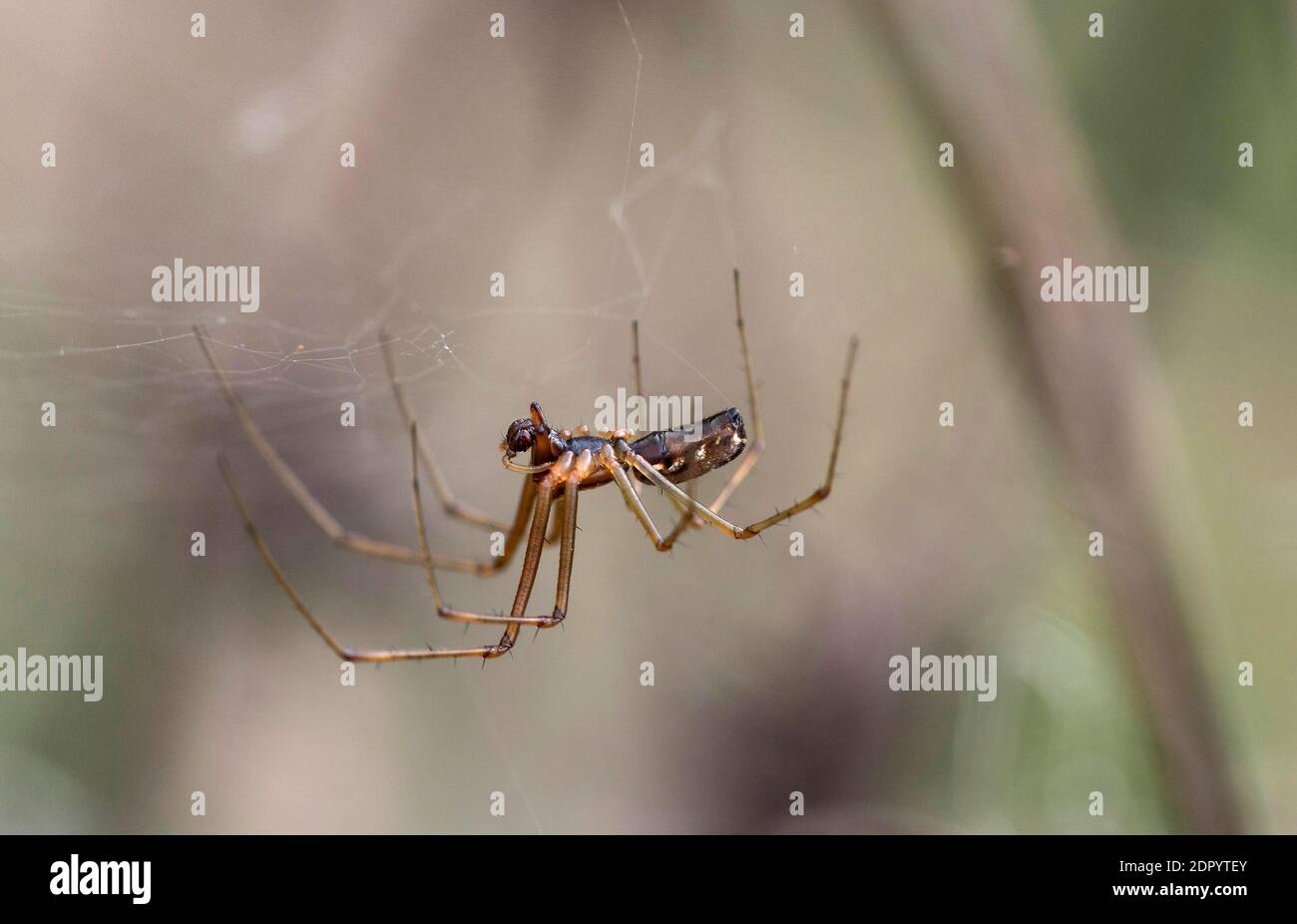 Common canopy spider linyphia triangularis hi-res stock photography and ...