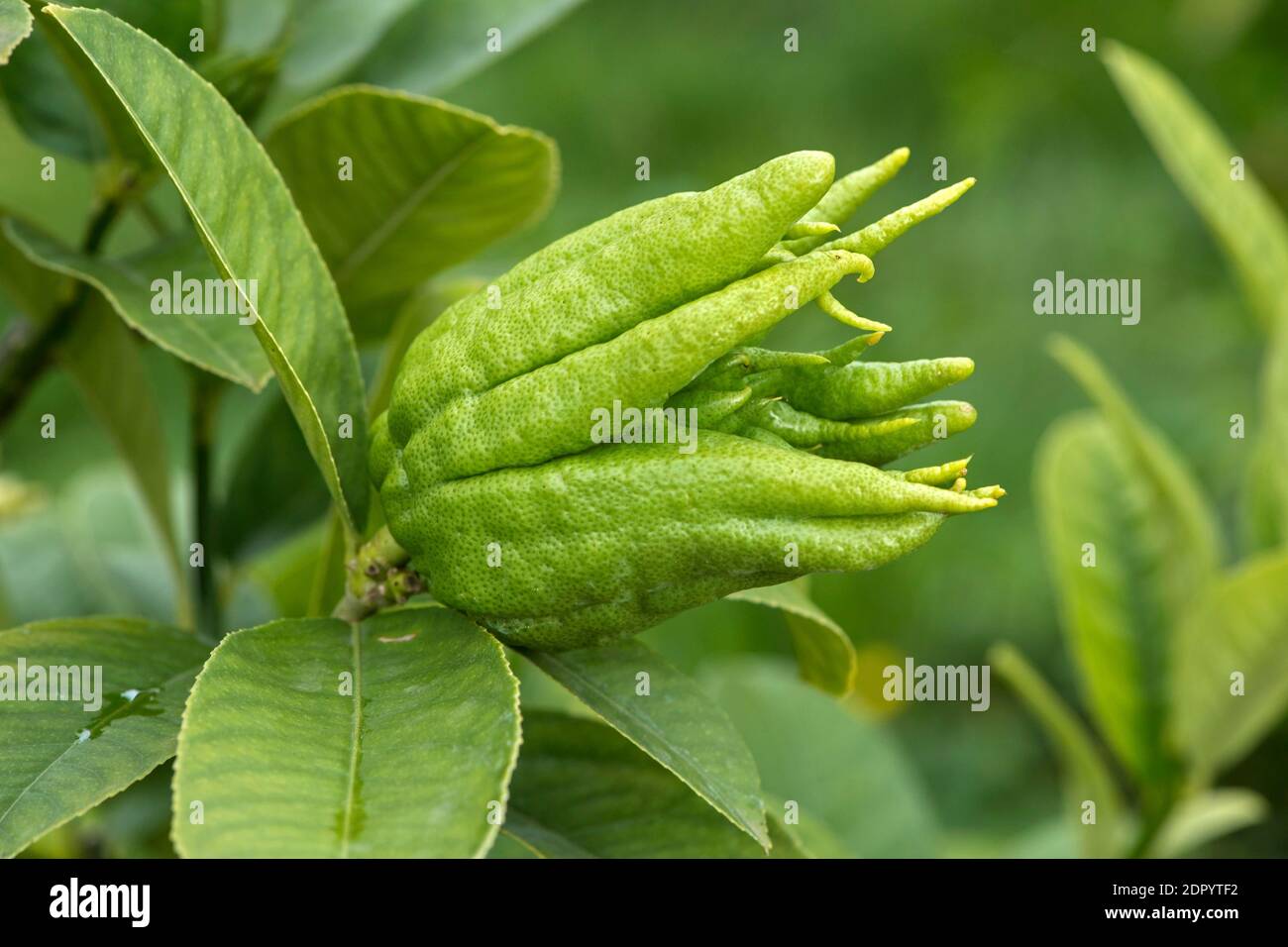 Unripe citrus fruit Buddha's hand (Citrus medica var. sarcodactylis ...