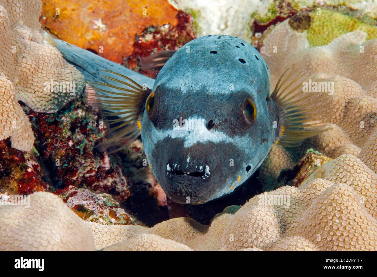 Masked puffer (Arothron diadematus), Pacific, Micronesia Stock Photo ...