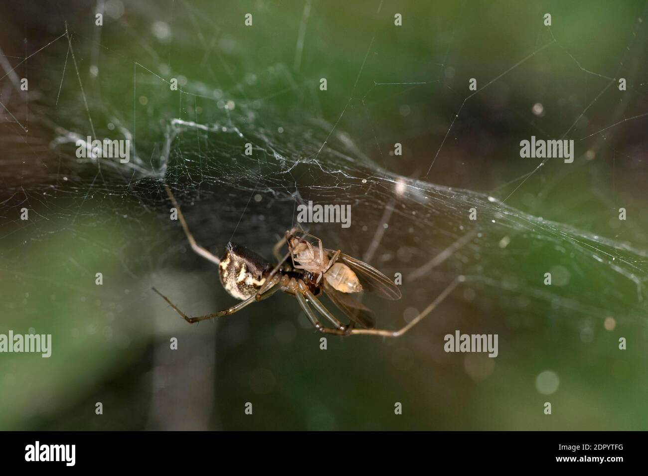 Canopy feeding hi-res stock photography and images - Alamy