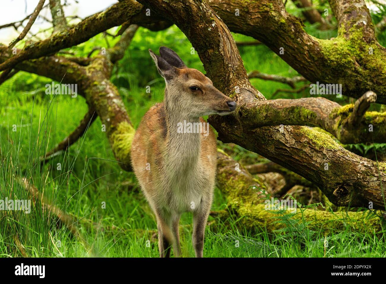 The young wild deer in Killarney National Park, near the town of ...