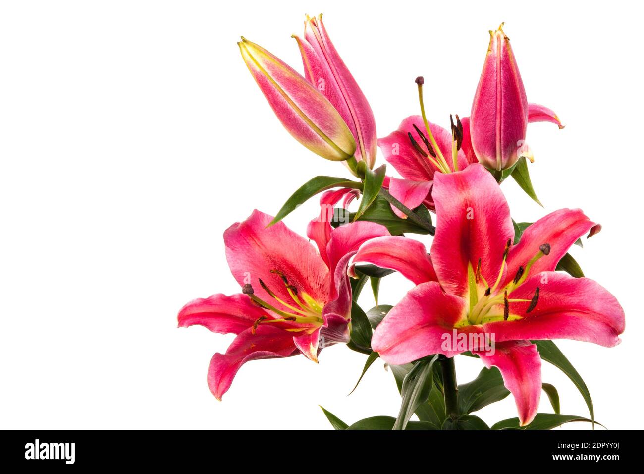 Banner lily flowers on Cut Out Stock Images & Pictures - Alamy