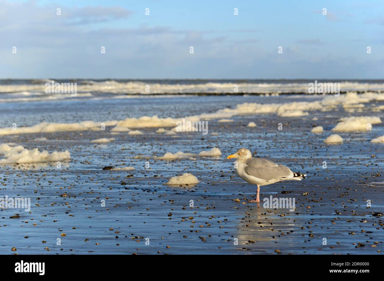 European herring gull (Larus argentatus) stands at the sandy beach and ...