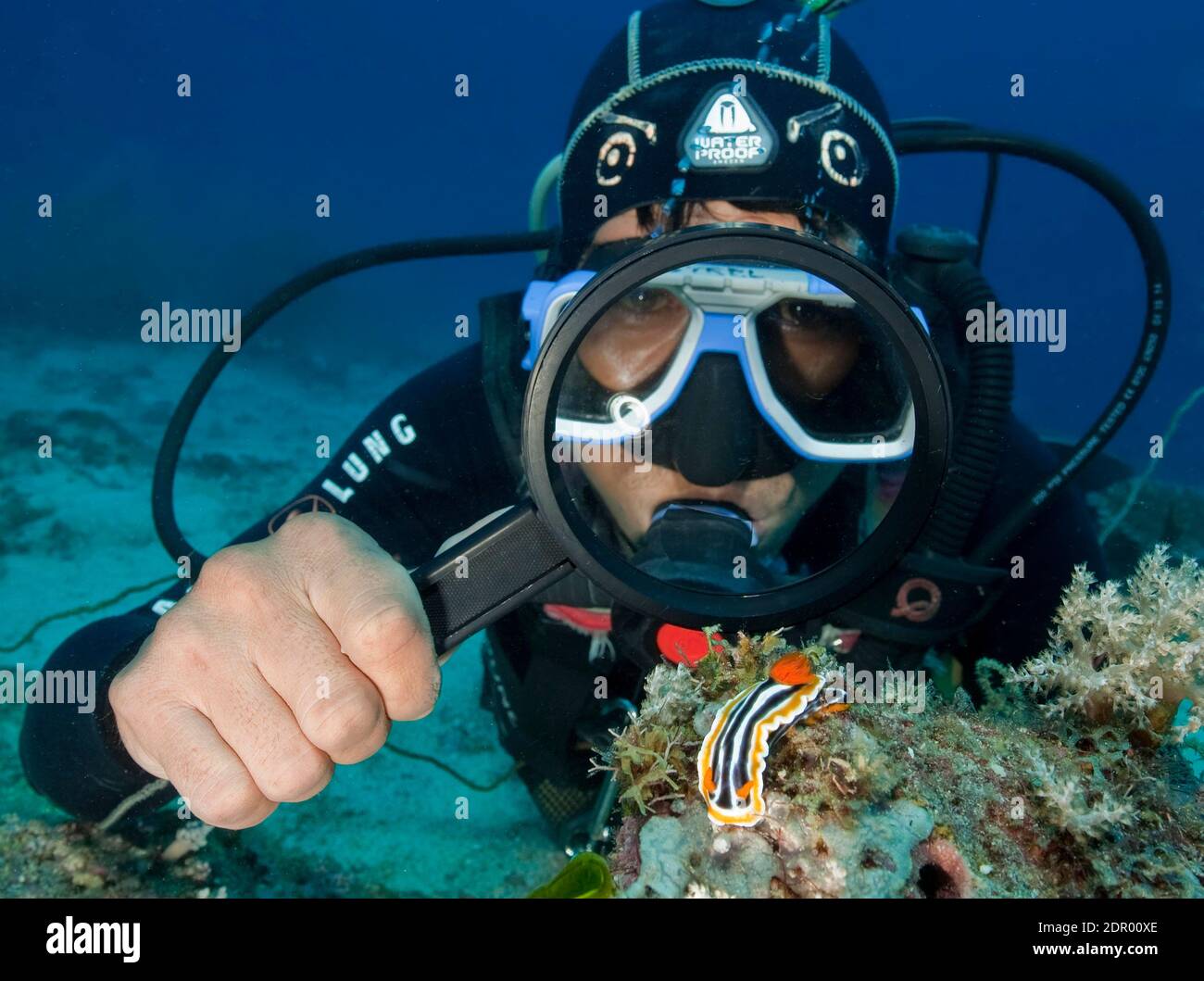 Diver looking with a magnifying glass at a pajama star snail ...