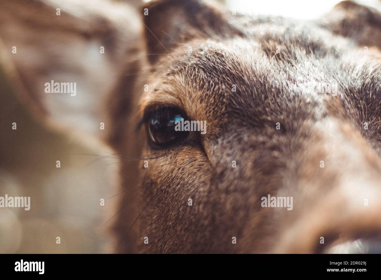 Deer eye hi-res stock photography and images - Alamy