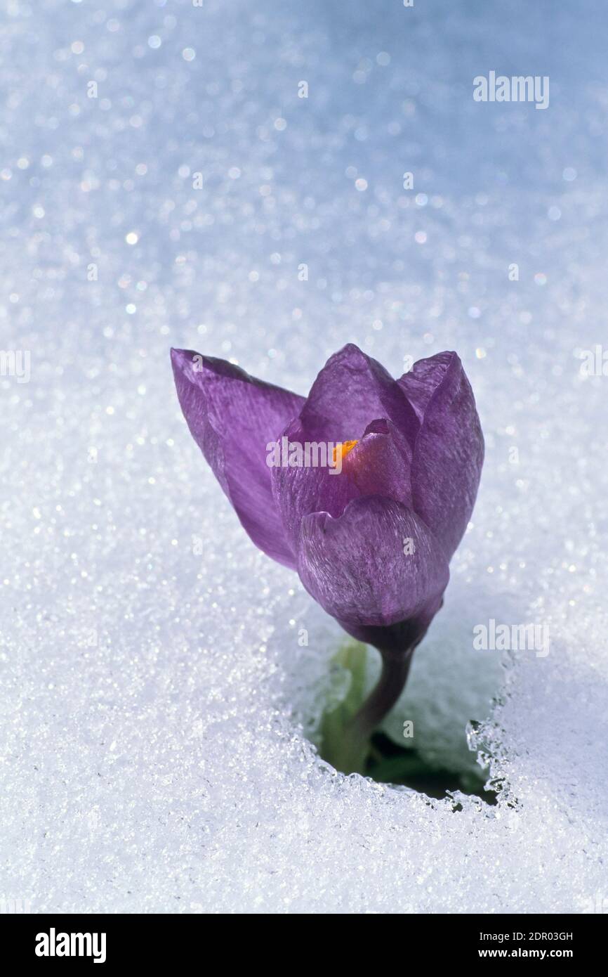 Lilac Crocus bloom in snow Stock Photo - Alamy