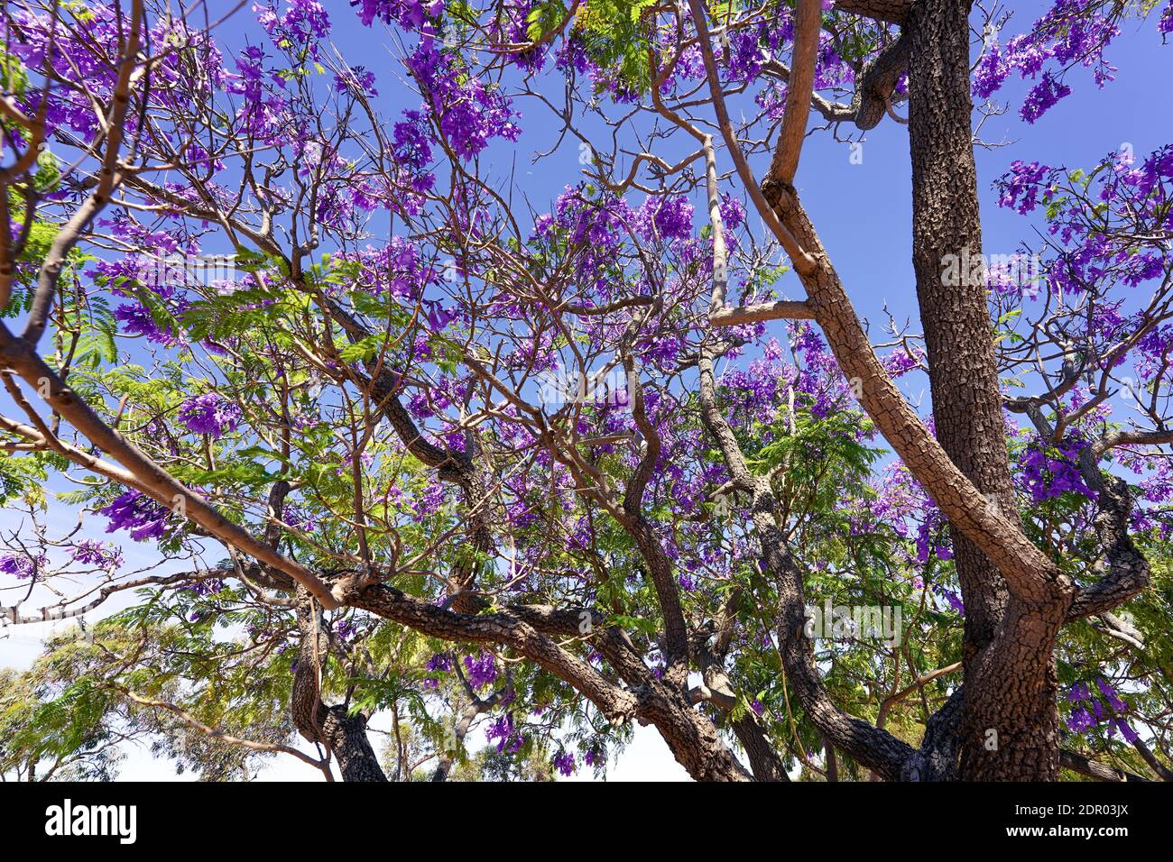Purple jacaranda trees hi-res stock photography and images - Alamy