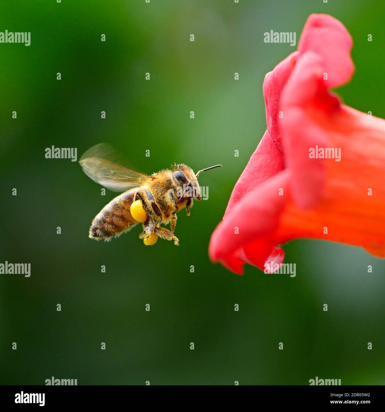 flying honey bee near bright red flower liana Campsis Stock Photo - Alamy