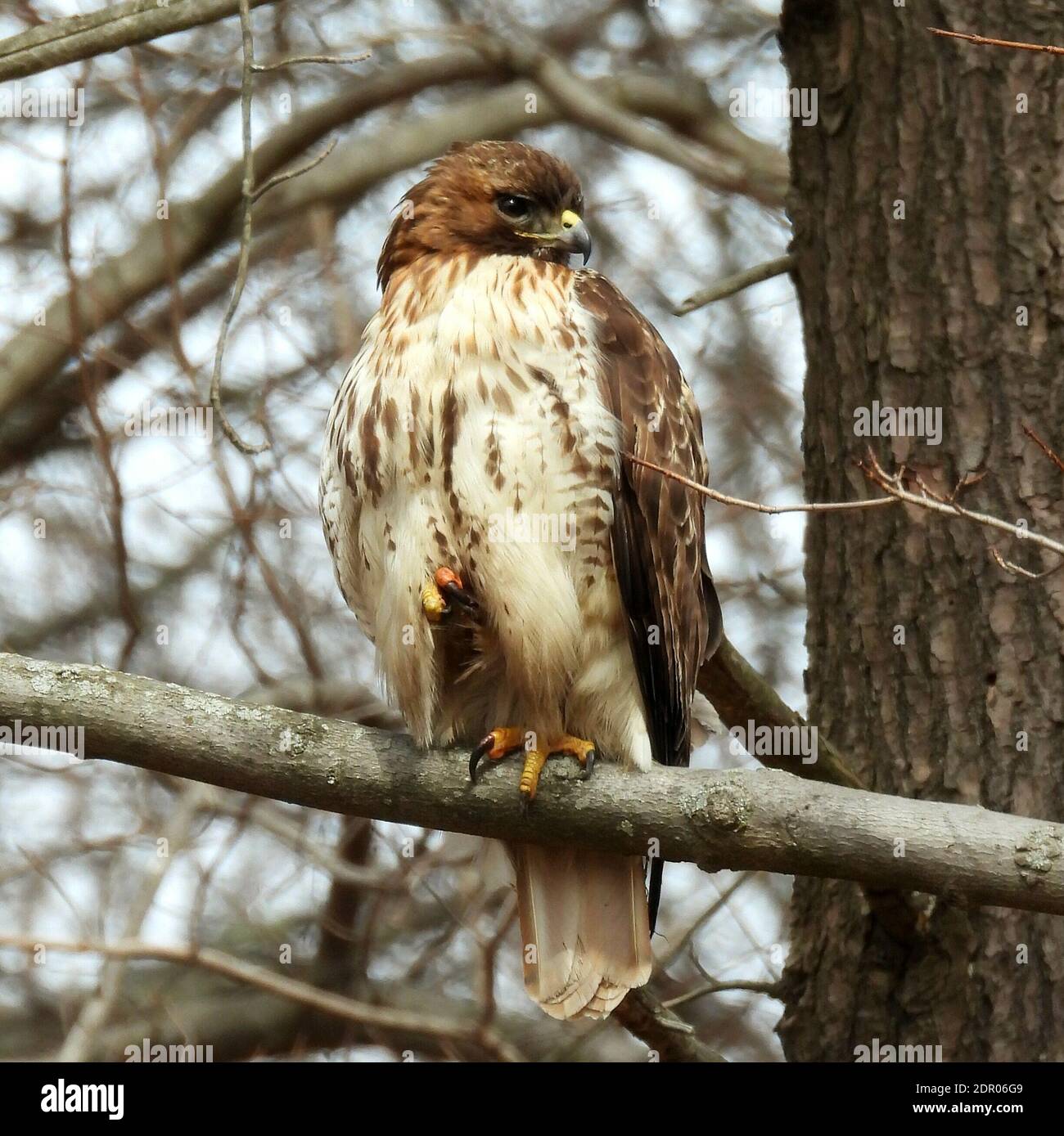Wild broad winged hawk hi-res stock photography and images - Alamy