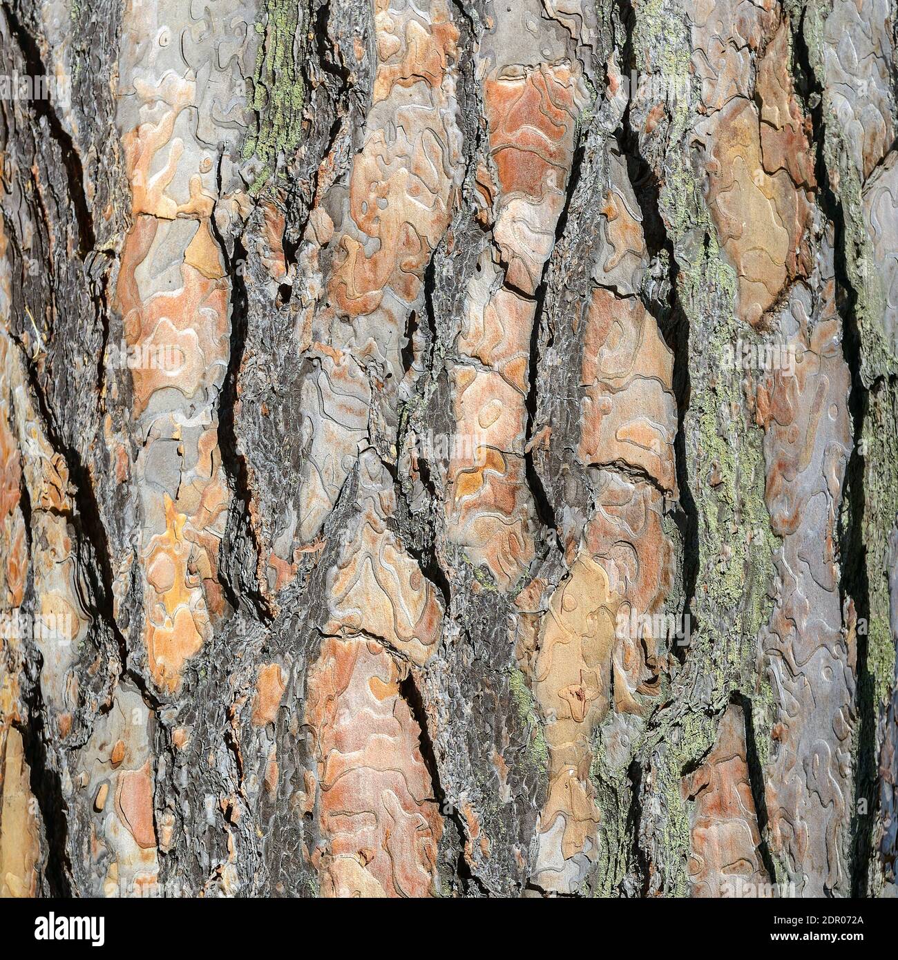 Texture brown pine tree bark. Natural background Stock Photo - Alamy