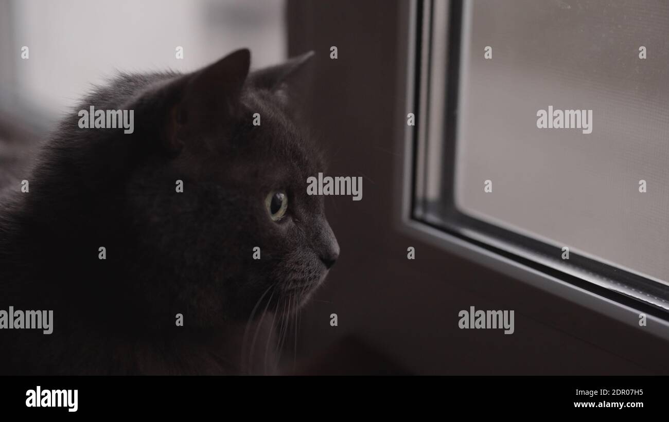 gray cat looking out the window closeup, wide photo Stock Photo - Alamy