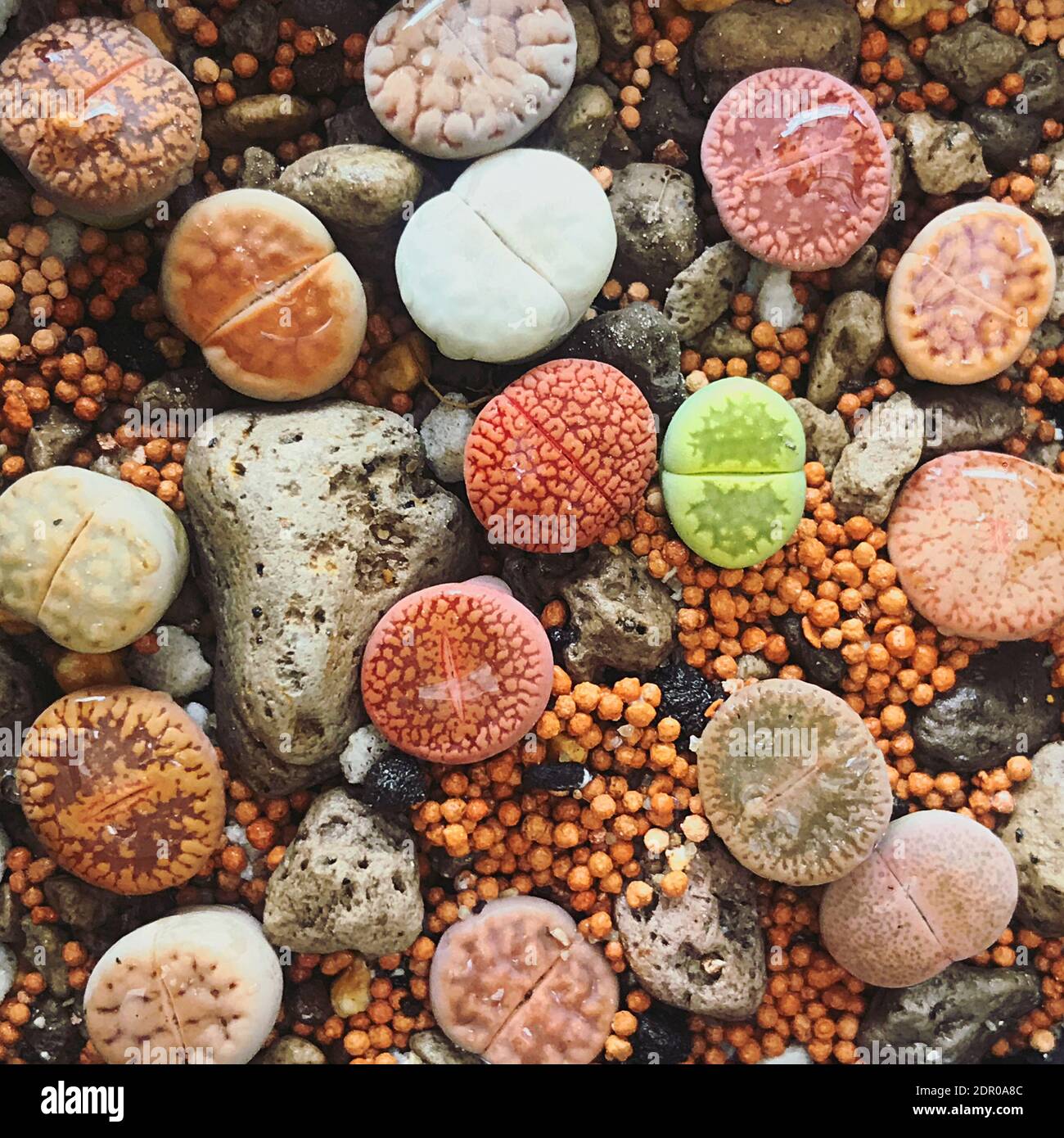 Lithops cactus hi-res stock photography and images - Alamy