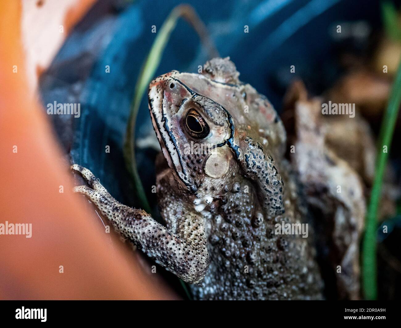 Toadstool frog hi-res stock photography and images - Alamy