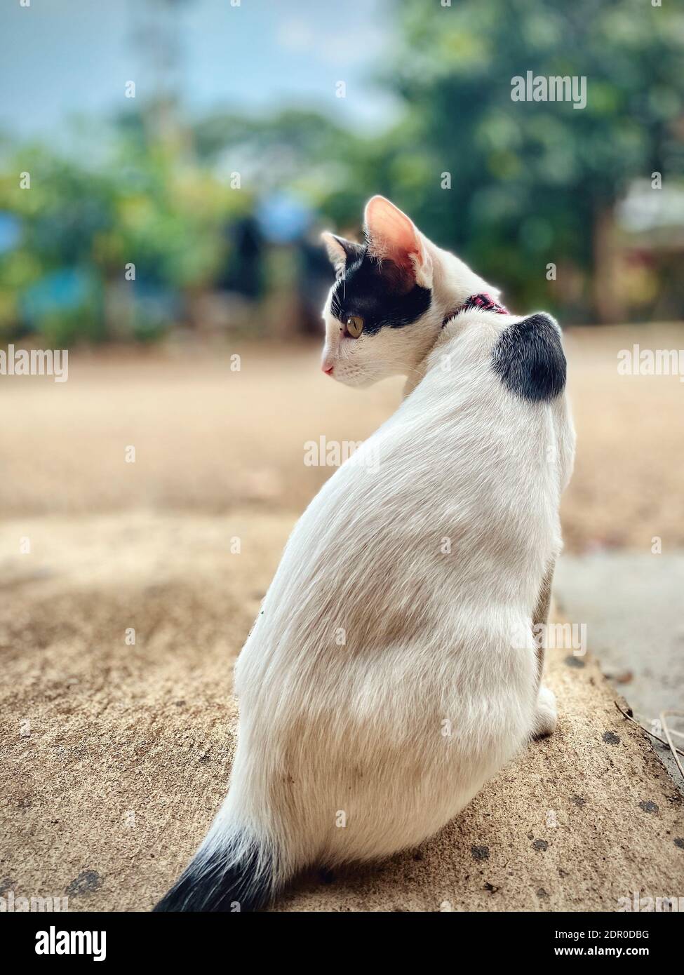Ram cat hi-res stock photography and images - Alamy