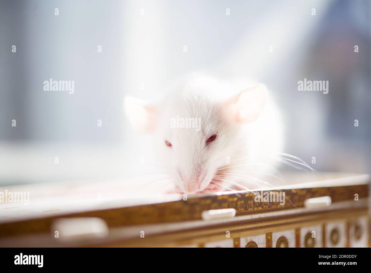 Eastern house mouse hi-res stock photography and images - Alamy