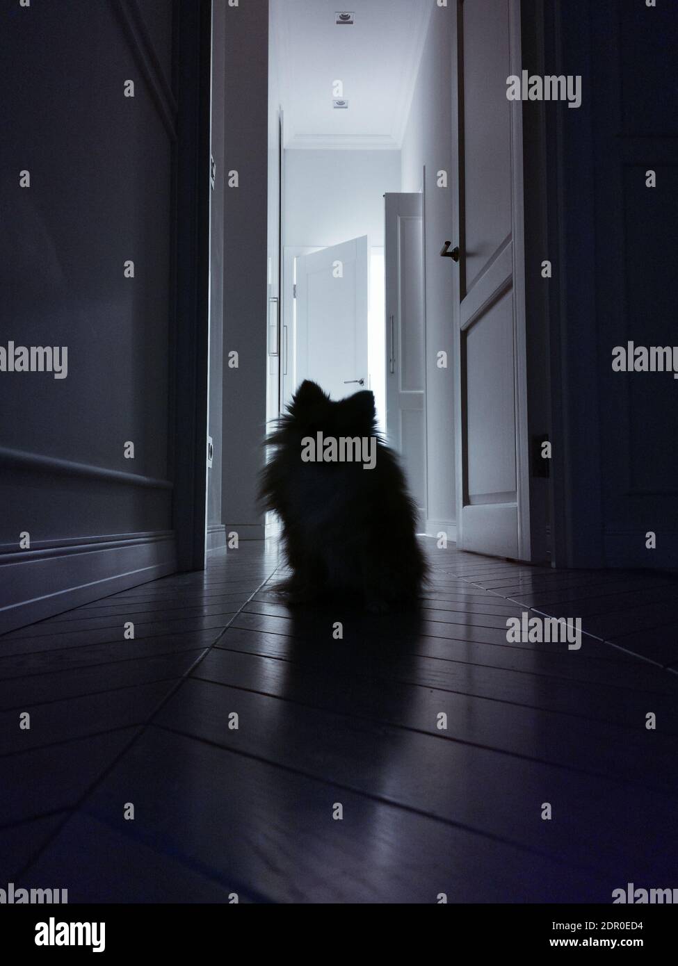 Ghost dog silhouette hi-res stock photography and images - Alamy