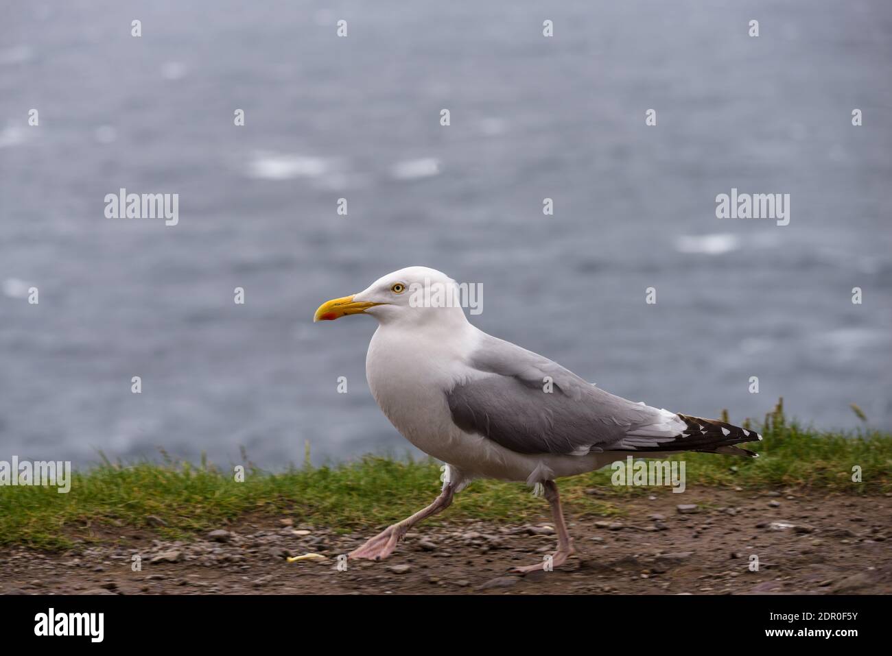 Seagull walking around at the shoreline of Atlantic ocean in Ireland ...