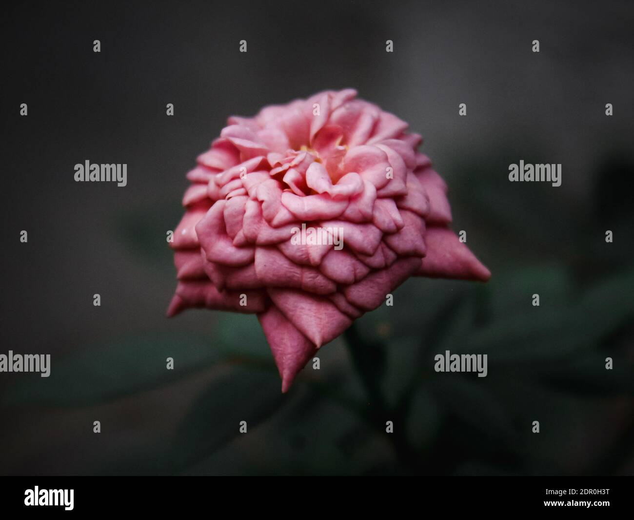 Dark rose sepal hi-res stock photography and images - Alamy