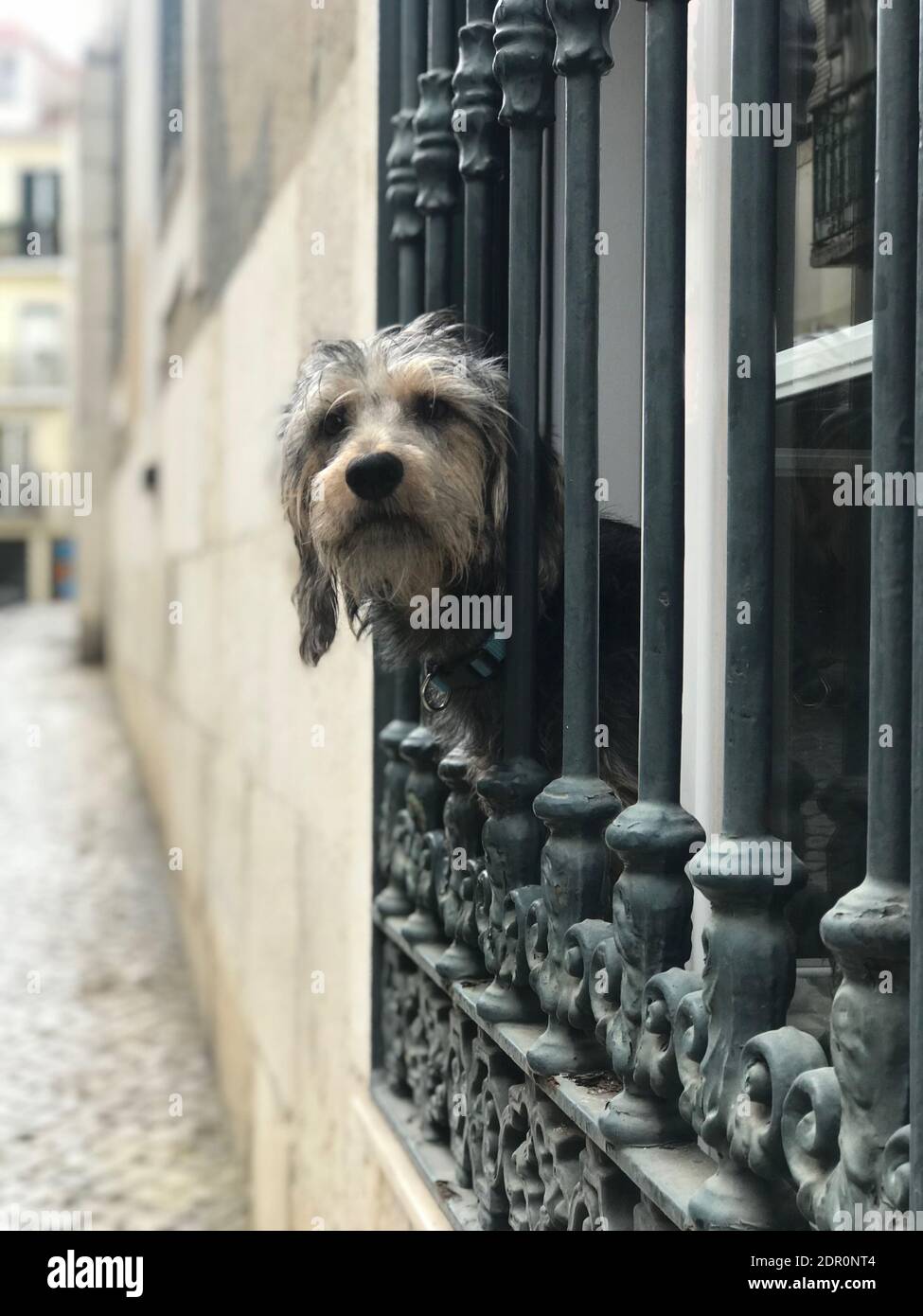 Head through railing hi-res stock photography and images - Alamy