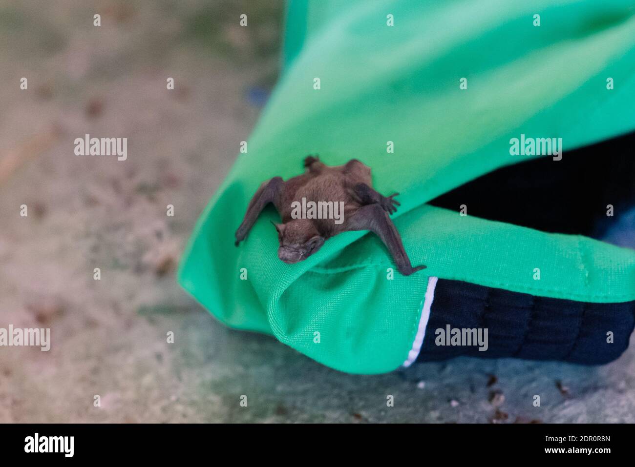 A small bat, baby bat on a wood fall from the nest. It can't fly yet ...