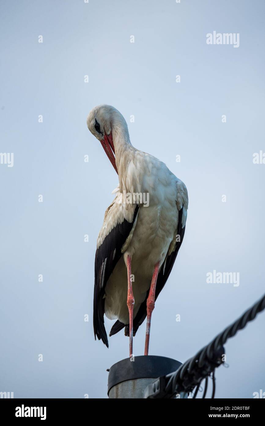 A stork sitting on an electric pole. Signs of spring and migrating ...