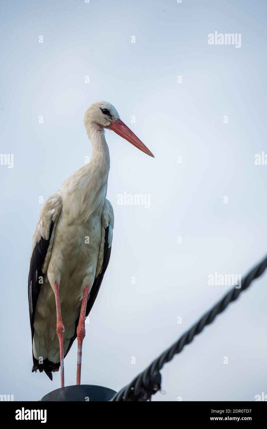 A stork sitting on an electric pole. Signs of spring and migrating ...