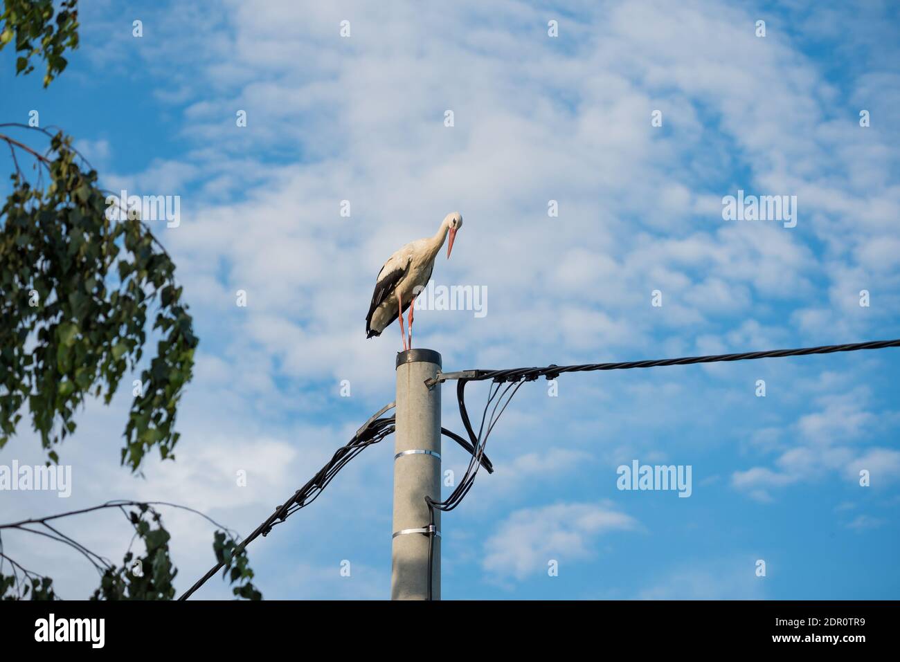 A stork sitting on an electric pole. Signs of spring and migrating ...