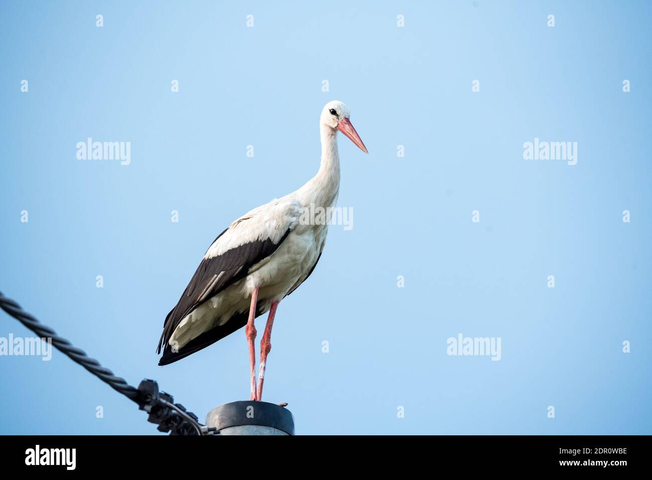 A stork sitting on an electric pole. Signs of spring and migrating ...