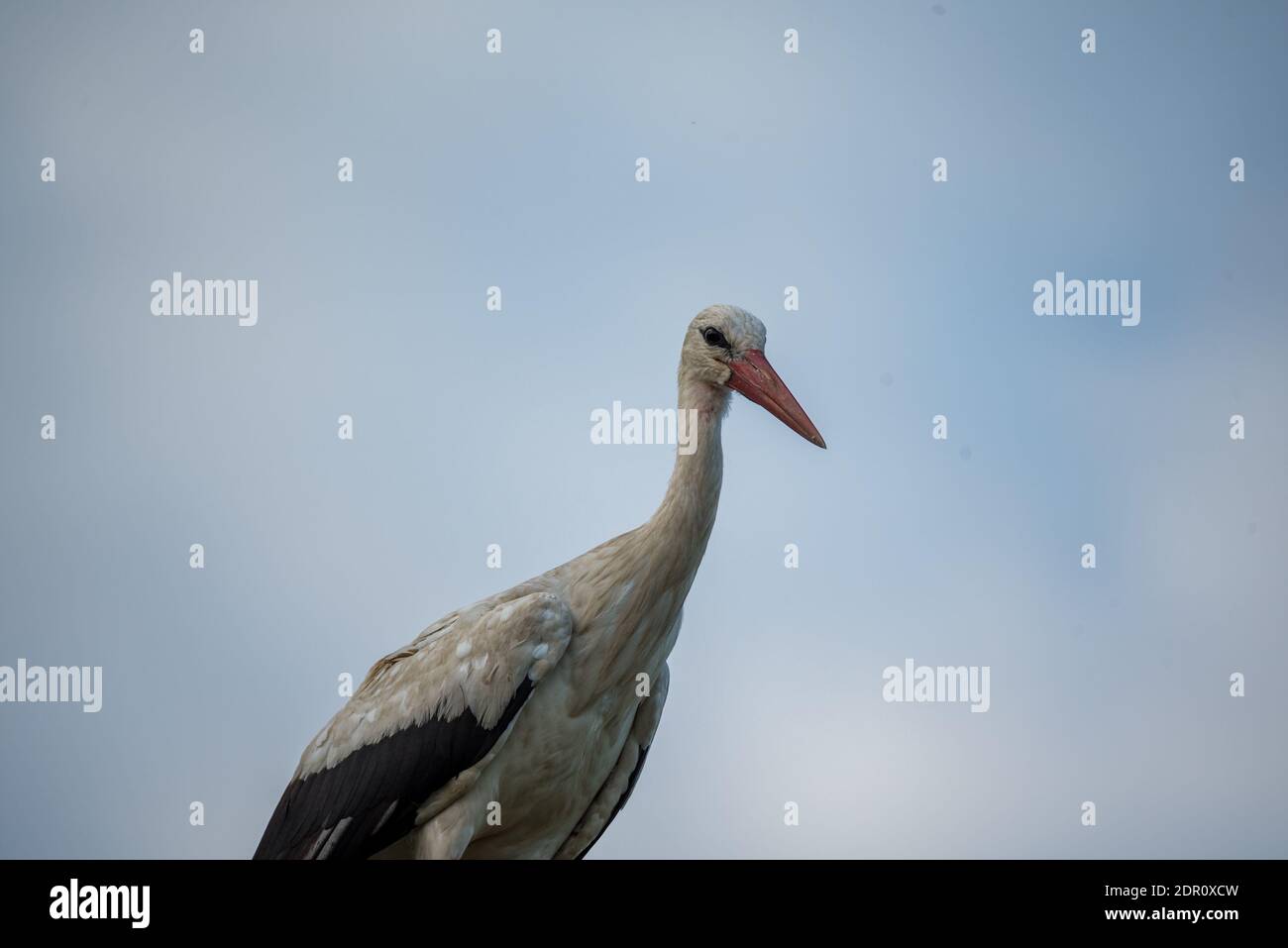 Stork sitting on electric pole hi-res stock photography and images - Alamy