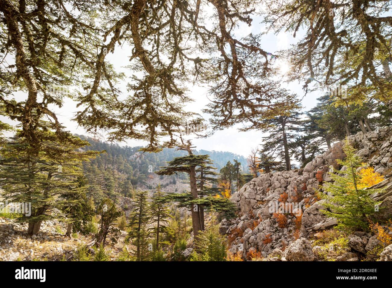 Cedar trees in mountains, Turkey Stock Photo - Alamy